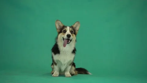 welsh corgi on green screen | Stock Video | Pond5