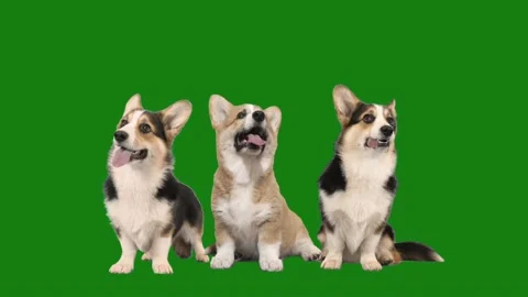 welsh corgi puppies on green screen | Stock Video | Pond5