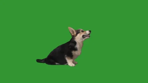 welsh corgi puppy barks on green screen,... | Stock Video | Pond5