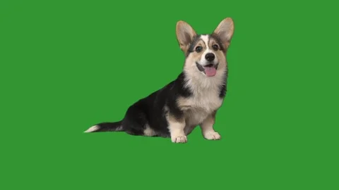 Corgi Stock Video Footage | Royalty Free Corgi Videos | Pond5