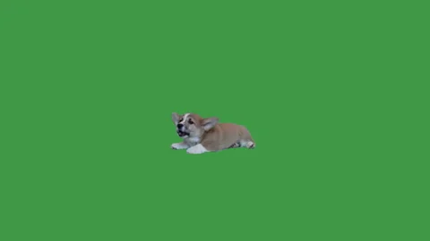 welsh corgi puppy on green screen | Stock Video | Pond5