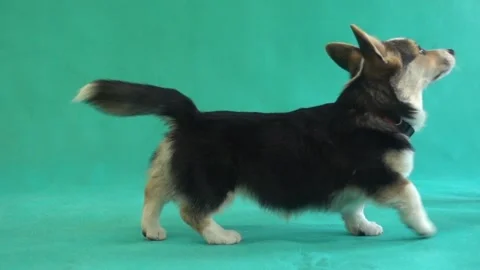 welsh corgi puppy on green screen | Stock Video | Pond5