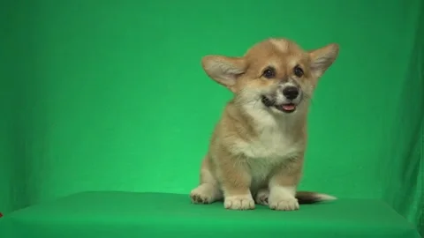Welsh Corgi puppy on green screen | Stock Video | Pond5