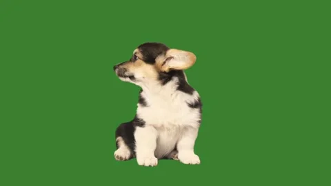 Welsh Corgi puppy on green screen | Stock Video | Pond5