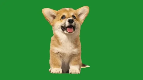 Welsh Corgi puppy on green screen | Stock Video | Pond5
