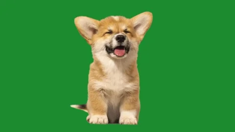 Welsh Corgi puppy on green screen | Stock Video | Pond5