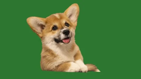 Welsh Corgi puppy on green screen | Stock Video | Pond5