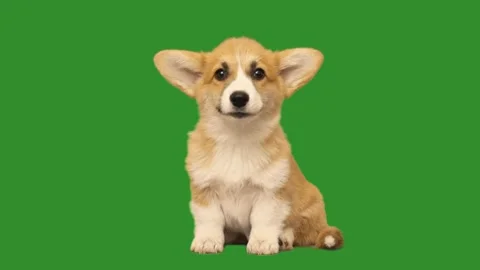 Welsh Corgi puppy on green screen | Stock Video | Pond5
