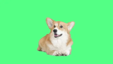 welsh corgi standing on green screen | Stock Video | Pond5