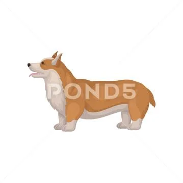 Welsh corgi standing in pose, side view. Cute dog with short legs and ...