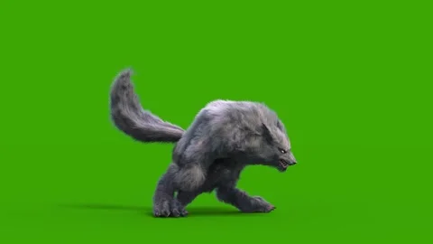 Werewolf Dark Fur Green Screen Runcycle ... | Stock Video | Pond5