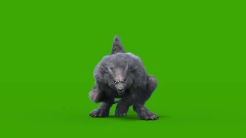 Werewolf Dark Fur Green Screen Runcycle ... | Stock Video | Pond5