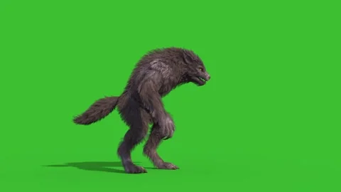 Werewolf Real Fur Green Screen Attacks S... | Stock Video | Pond5