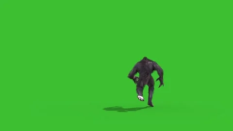 Werewolf Real Fur Green Screen Runs Back... | Stock Video | Pond5