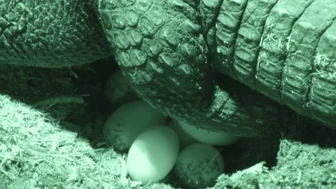 West African Dwarf Crocodile Laying Eggs... | Stock Video | Pond5