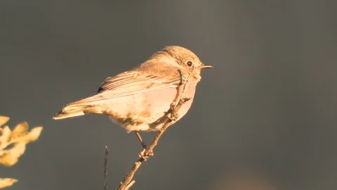 Bluebird In Flight Stock Videos – Royalty-Free HD & 4K Videos