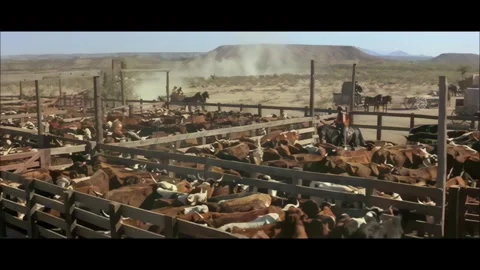 Western - Cows stand in stalls with a ca... | Stock Video | Pond5