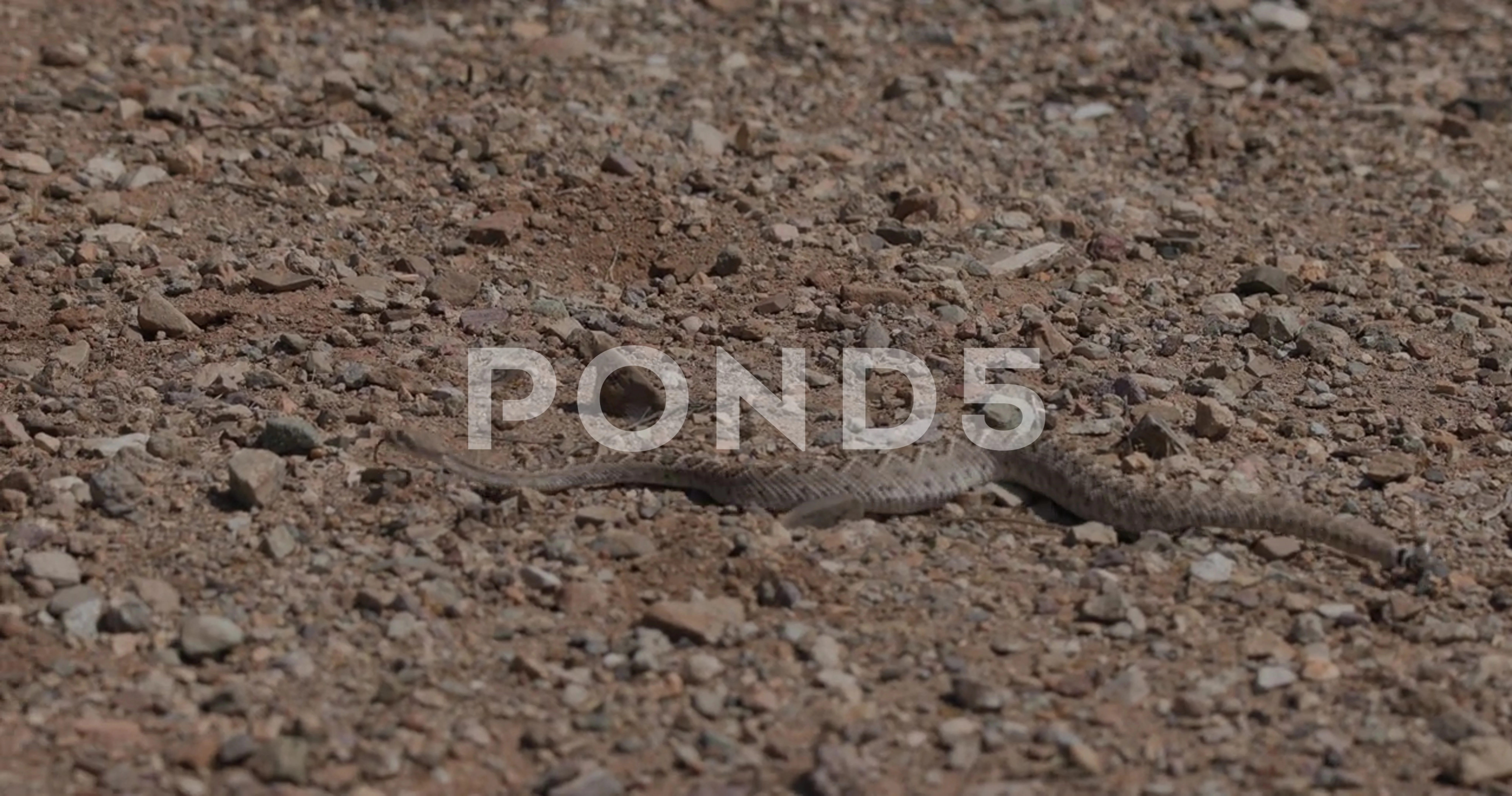 Sand Snakes Camouflage