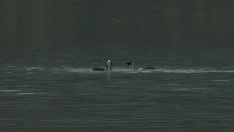 Mating Stock Video Footage | Royalty Free Mating Videos | Pond5