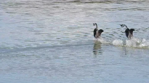 Mating Stock Video Footage | Royalty Free Mating Videos | Pond5