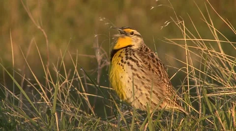 Male Western Stock Videos – Royalty-Free HD & 4K Videos