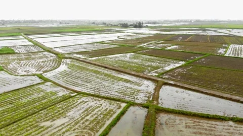 Wet Agricultural Rice Fields With Rice C... | Stock Video | Pond5