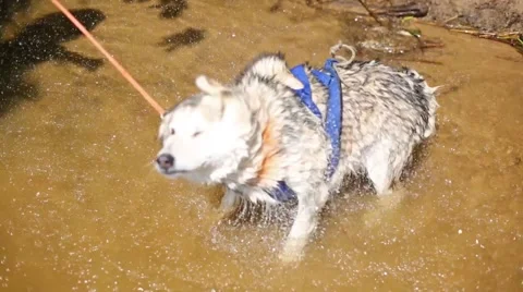 Wet dog husky in harness splashes in wat... | Stock Video | Pond5