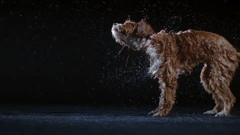 Dog Shaking Water Stock Video Footage | Royalty Free Dog Shaking Water ...