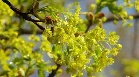 Shaking Trusses Out Stock Videos – Royalty-Free HD & 4K Videos | Pond5