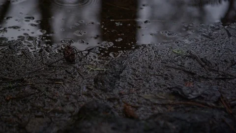 Wet puddle on a dark muddy forest path r... | Stock Video | Pond5