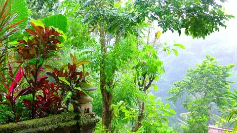 Wet season in tropics. Amazing plants an... | Stock Video | Pond5