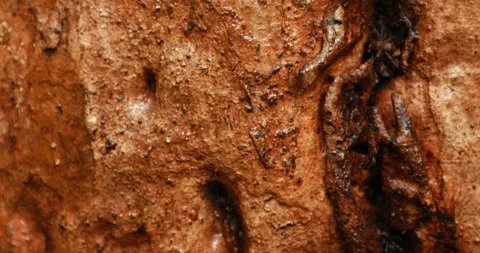 Wet Tree Trunk texture | Stock Video | Pond5