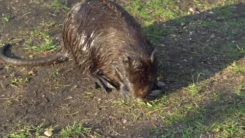 Wet water rat or muskrat crawls on land ... | Stock Video | Pond5
