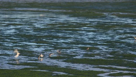 Startled Birds Stock Video Footage | Royalty Free Startled Birds Videos ...