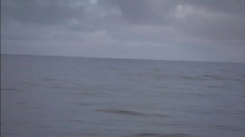 Whales Channel Whale Stock Videos – Royalty-Free HD & 4K Videos