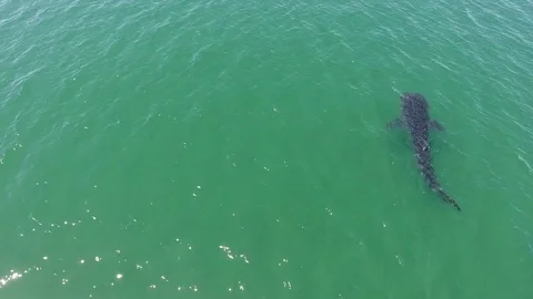 whale shark aerials | Stock Video | Pond5