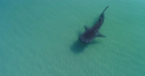 whale shark aerials | Stock Video | Pond5
