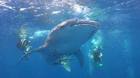 whale shark and bubbles | Stock Video | Pond5