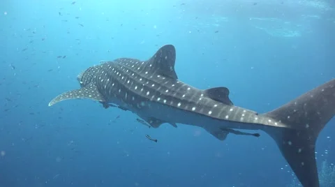 whale shark and many small fish around | Stock Video | Pond5