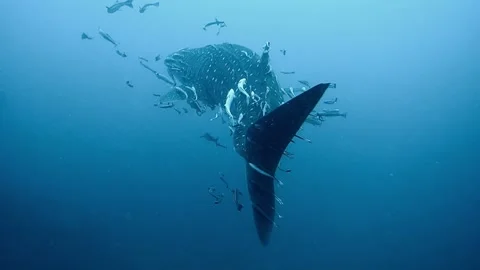 Whale shark from behind | Stock Video | Pond5