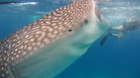 Whale shark eat krill under the surface ... | Stock Video | Pond5