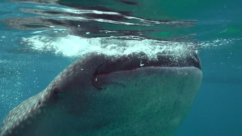 A whale shark feeding on krill at the su... | Stock Video | Pond5