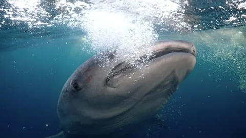 Gulp Stock Footage ~ Royalty Free Stock Videos | Pond5