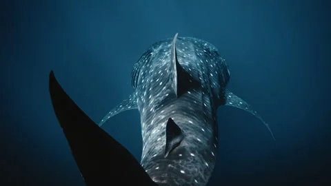 Whale shark rear top view of dorsal tail... | Stock Video | Pond5