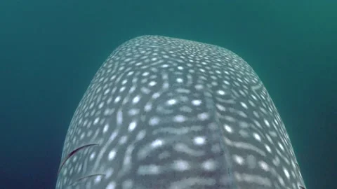 Whale Design Stock Footage ~ Royalty Free Stock Videos | Pond5