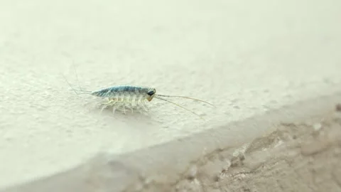 I Isopod Stock Footage ~ Royalty Free Stock Videos | Pond5