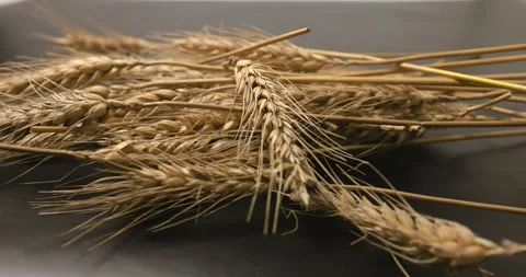 Wheat Barley falling on black background... | Stock Video | Pond5