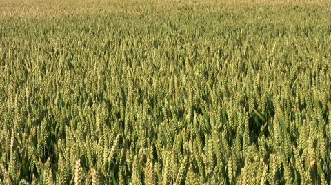 Crop Growing Stock Videos – Royalty-Free HD & 4K Videos | Pond5