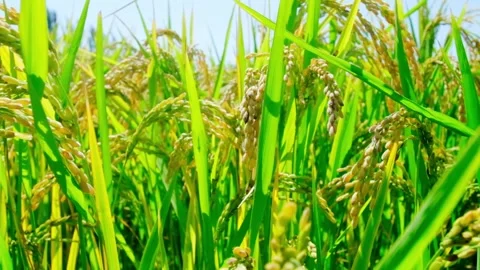 Wheat ear rice ear rice ripening close-u... | Stock Video | Pond5
