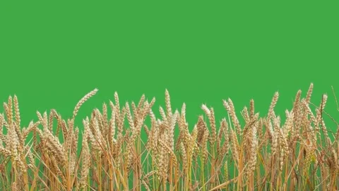 Wheat Green Screen Stock Footage ~ Royalty Free Stock Videos | Pond5